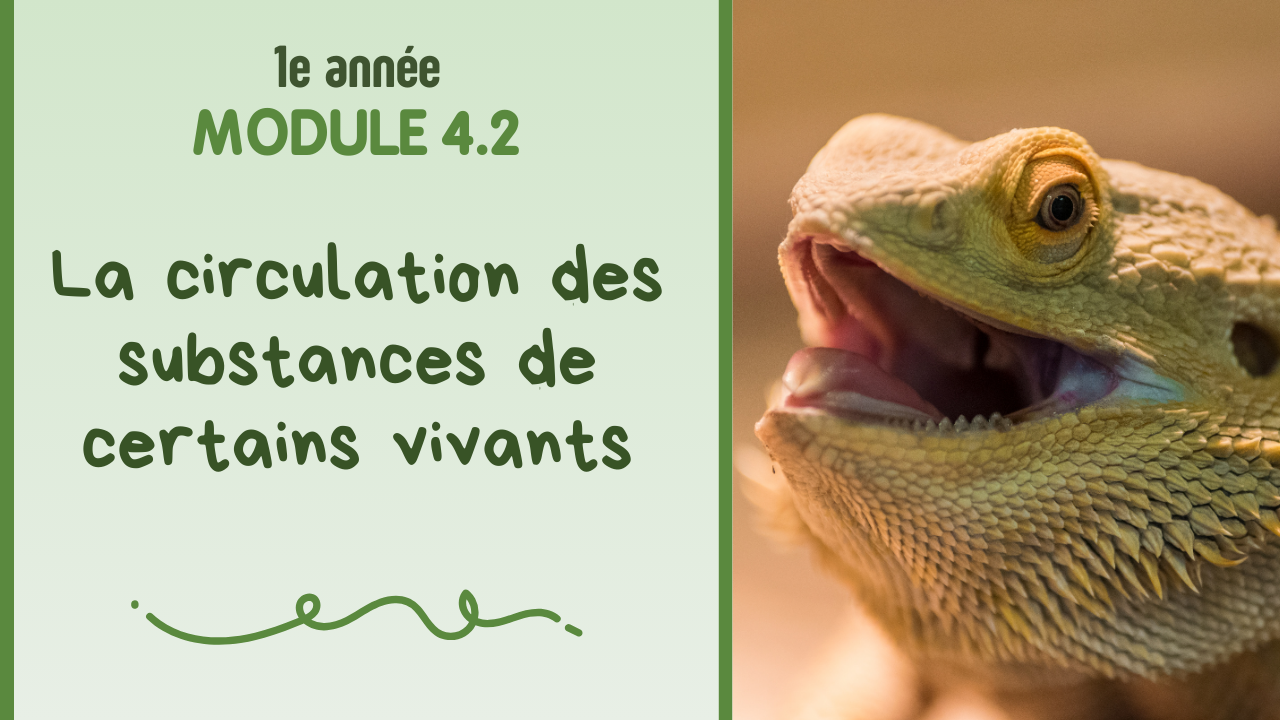 CE1D Sciences | Vidéos